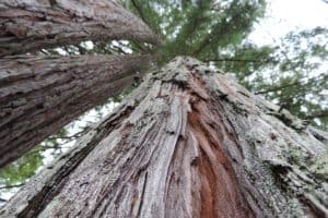 Where are the Giant Redwood Trees - A Guide to Finding the California ...